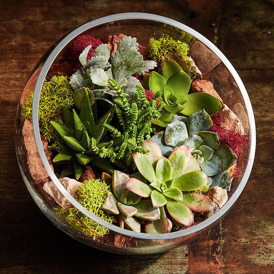 Succulent Terrarium | Plants.com